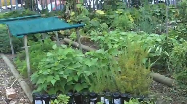 matt monarch – Raw Life Health Show